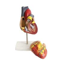 China Life Size 2 Parts Medical Anatomy Human Body Parts Heart Model for Demonstration for sale