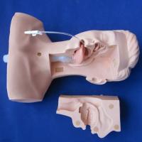 China Schools' Preferred Manikin for Advanced Suction Training and Sputum Suctioning Model for sale