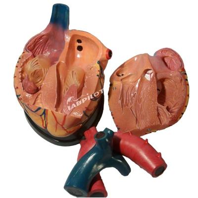 China Hospitals' Top Choice 3D Human Heart Anatomy Model for Detailed and Accurate Learning for sale