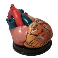 China Hospitals' Top Choice 3D Human Heart Anatomy Model for Detailed and Accurate Learning for sale