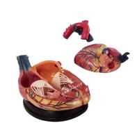 China Hospitals' Top Choice 3D Human Heart Anatomy Model for Detailed and Accurate Learning for sale