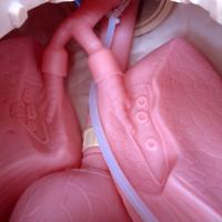 China Professional Human Size Intubation and Suction Training Manikin with Nursing Function for sale