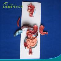 China Anatomical Demonstration Relief Model of Human Digestive System for Medical Education for sale