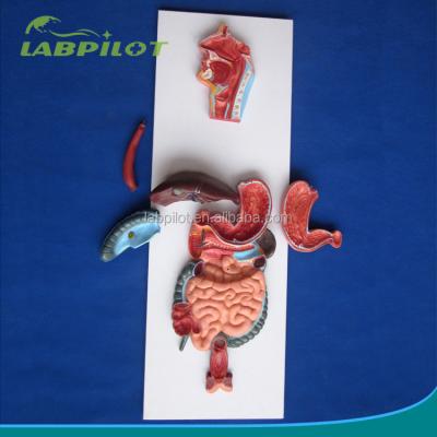 China Anatomical Demonstration Relief Model of Human Digestive System for Medical Education for sale