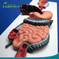 China Anatomical Demonstration Relief Model of Human Digestive System for Medical Education for sale