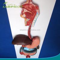 China Anatomical Demonstration Relief Model of Human Digestive System for Medical Education for sale