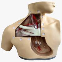 China Clinical Nursing Training Models Advanced Nutrition Nursing Manikin with Heart and Vein for sale