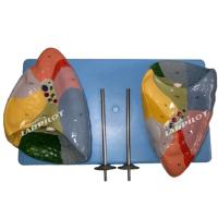 China Bronchopulmonary Segments of Lung Model Human Life Size for Schools and Medical Teaching for sale