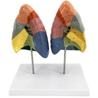 China Bronchopulmonary Segments of Lung Model Human Life Size for Schools and Medical Teaching for sale