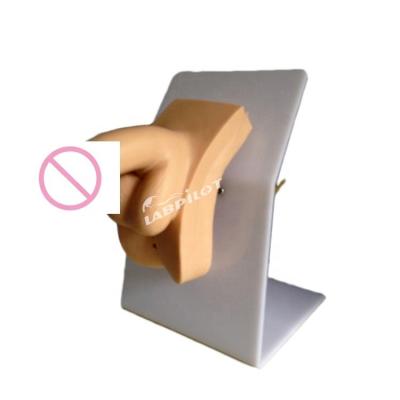 China Realistic Human Manikin Economic Male Catheterization Teaching Simulator Nursing Training Model for sale