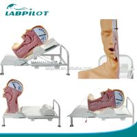China Human Life Size Advanced Swallow Mechanism Simulator for Training for sale