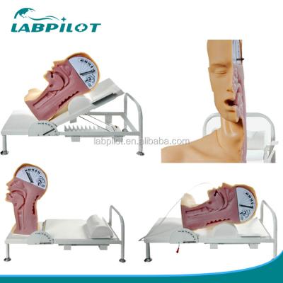 China Human Life Size Advanced Swallow Mechanism Simulator for Training for sale