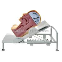 China Human Life Size Advanced Swallow Mechanism Simulator for Training for sale