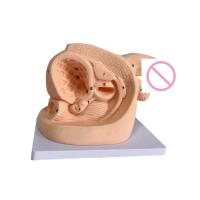 China Economic Male Catheterization Training Model Human Life Size Anatomical Demonstration for sale