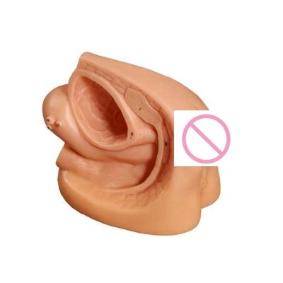 China Female Internal Genital Organ and Urinary Catheterization Practice Model for Training for sale