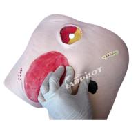 China Human Model Decubitus Ulcer Care Training Simulator for Categories in Medical Science for sale