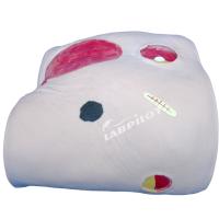 China Human Model Decubitus Ulcer Care Training Simulator for Categories in Medical Science for sale