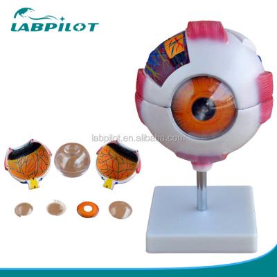 China 8 Parts Detachable Giant Eye Anatomical Model Perfect for Medical Study and Education for sale