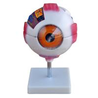 China 8 Parts Detachable Giant Eye Anatomical Model Perfect for Medical Study and Education for sale