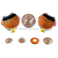 China 8 Parts Detachable Giant Eye Anatomical Model Perfect for Medical Study and Education for sale