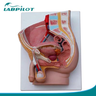 China Medical Science Male Pelvis Model 2-part Detachable Genital Organs with Advanced PVC for sale