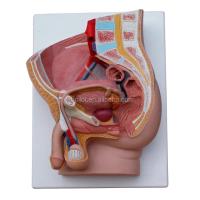 China Medical Science Male Pelvis Model 2-part Detachable Genital Organs with Advanced PVC for sale