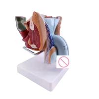 China Human Reproduction Organs Simulation Anatomical Male Genital Organ Model for Clinics for sale