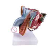 China Human Reproduction Organs Simulation Anatomical Male Genital Organ Model for Clinics for sale
