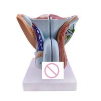China Human Reproduction Organs Simulation Anatomical Male Genital Organ Model for Clinics for sale