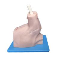 China Human Life Size Patients Care Demonstration Shoulder Arthroscopy Model Demonstration for sale