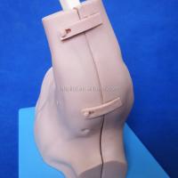 China Human Life Size Patients Care Demonstration Shoulder Arthroscopy Model Demonstration for sale