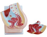 China Vivid Female Pelvis Model for Medical Teaching Categories Human Genital System Models for sale