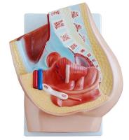 China Vivid Female Pelvis Model for Medical Teaching Categories Human Genital System Models for sale