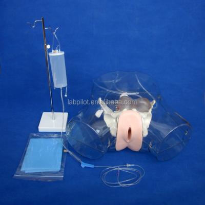 China Realistic Female Pelvis Model for Dilatation and Curettage Training Simulator Tool for sale