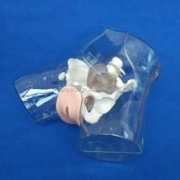 China Realistic Female Pelvis Model for Dilatation and Curettage Training Simulator Tool for sale