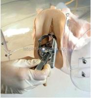 China Realistic Female Pelvis Model for Dilatation and Curettage Training Simulator Tool for sale