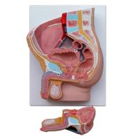 China Reproductive Organs Anatomy Teaching Median Saggital 2-Parts Male Pelvic Cavity Model for sale