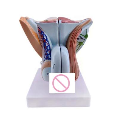 China Anatomical demonstration Advanced PVC Male Internal and External Genital Organ Model for sale