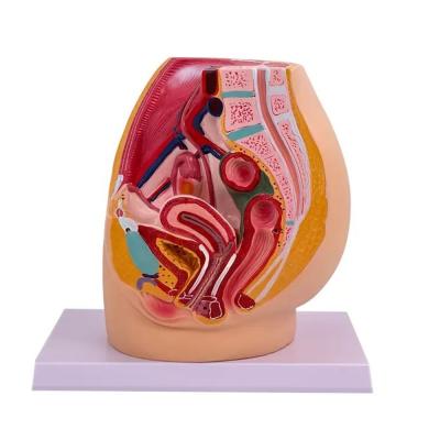 China Female Pelvic Cavity Model Anatomy in Mediasagittal Section for Teaching in Hospitals for sale