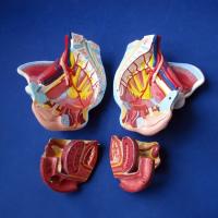 China Female Pelvic Cavity Model Muscles Vessels and Nerves for Medical Demonstration ' Choice for sale