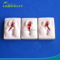 China Advanced PVC Episiorrhaphy Training Simulator for Realistic Vulva Suturing Techniques for sale