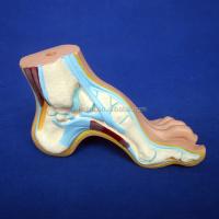 China Categories Detailed Anatomy Structures 3D Biological Normal Flat and Arched Foot Models for sale