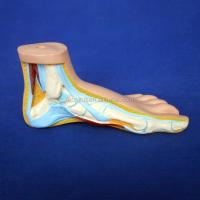 China Categories Detailed Anatomy Structures 3D Biological Normal Flat and Arched Foot Models for sale