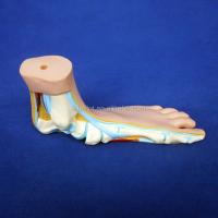 China Categories Detailed Anatomy Structures 3D Biological Normal Flat and Arched Foot Models for sale