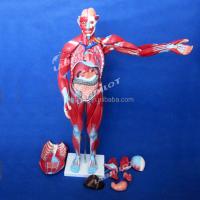 China Item Human Body Anatomy Model Displaying Internal Organs and Muscles Torso Mannequin for sale