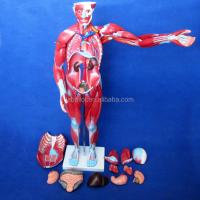 China Item Human Body Anatomy Model Displaying Internal Organs and Muscles Torso Mannequin for sale