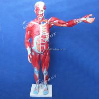 China Item Human Body Anatomy Model Displaying Internal Organs and Muscles Torso Mannequin for sale