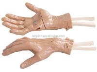 China Realistic Hand Movement Hand Training Recovery Simulator with Vivid Anatomy Structure for sale