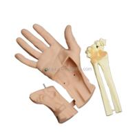 China Realistic Hand Movement Hand Training Recovery Simulator with Vivid Anatomy Structure for sale