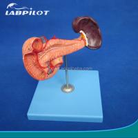 China Educational Demonstration Model of Human Life Size Pancreas with Spleen and Duodenum for sale